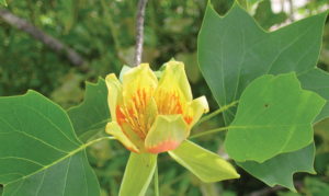 Tulip Tree (Liriodendron tulipifera): History, Characteristics ...