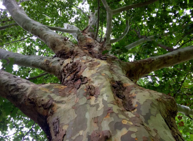 Mexican Sycamore: History, Leaves, Bark, Flowers – Identification Guide ...