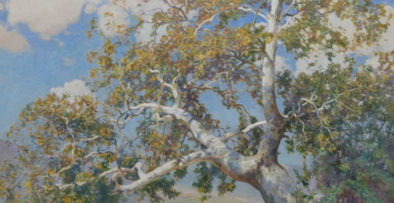 California Sycamore: History, Leaves, Bark, Flowers – Identification ...