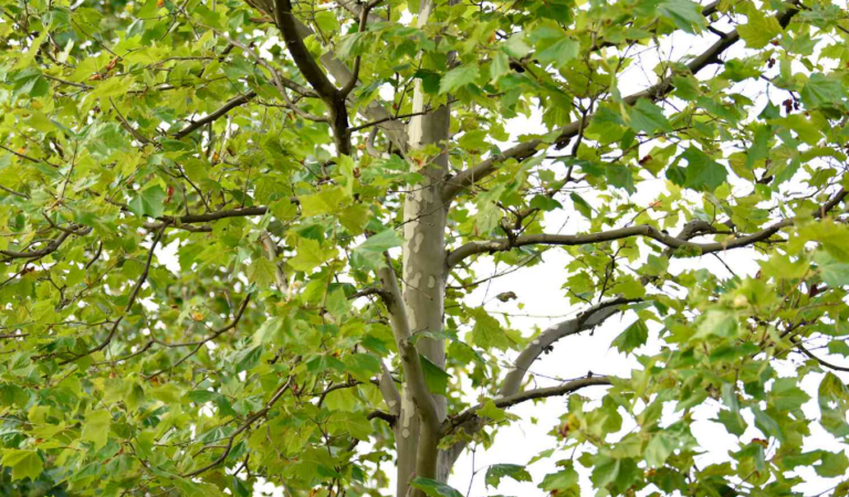 California Sycamore: History, Leaves, Bark, Flowers – Identification ...