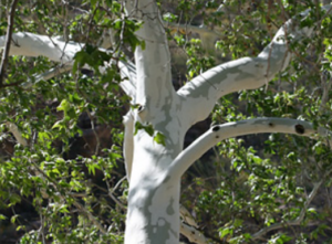 Arizona Sycamore: History, Leaves, Bark, Flowers – Identification Guide ...