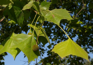 American Sycamore (Platanus occidentalis): History, Characteristics ...