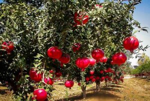 15 Types of Pomegranate Trees (With Pictures) - AMERICAN GARDENER