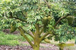 Soursop Tree: Leaves, Bark, Fruit, Flowers, Roots & Facts - AMERICAN ...