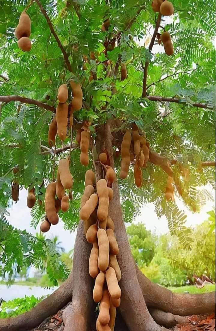 Tamarind Tree (Tamarindus indica): Leaves, Bark, Fruit, Seeds ...