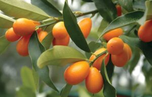 10 Different Types of Kumquats (With Pictures) - AMERICAN GARDENER