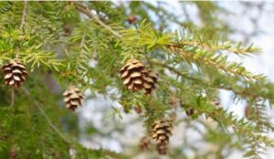 12 Types of Hemlock Trees (Distribution, Habitat & Pictures) - AMERICAN ...