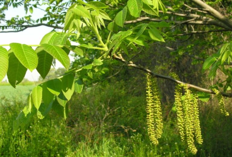 Butternut Tree: History, Characteristics & Facts - AMERICAN GARDENER