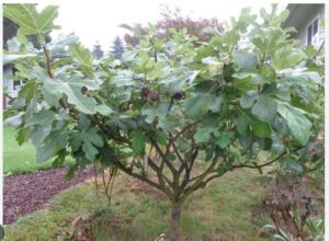 17 Different Types of Fig Trees (Names & Pictures) - AMERICAN GARDENER
