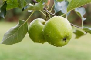 Granny Smith Apples: History, Facts & Cultivation - Identification ...