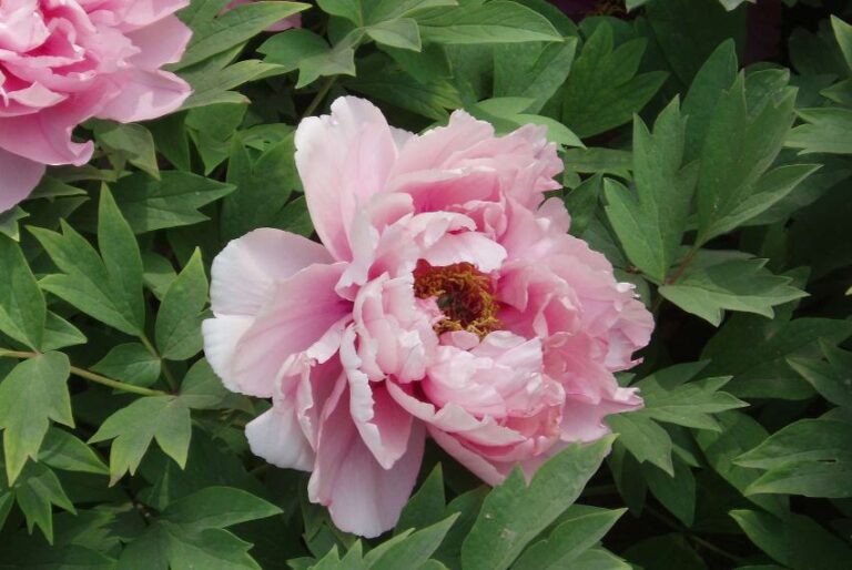 28 Types of Peony (Paeonia) - AMERICAN GARDENER