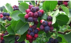 12 Types of Serviceberry (Amelanchier spp.) With Pictures - AMERICAN ...