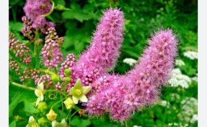 Spiraea douglasii (Western Spirea) - AMERICAN GARDENER