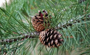 Lodgepole Pine (Pinus contorta): History, Characteristics & Facts – Identification Guide ...