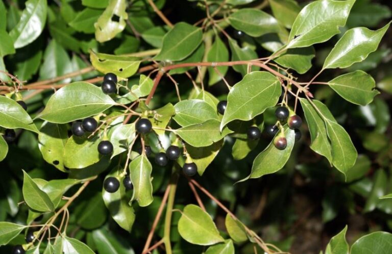 Camphor Tree: History, Characteristics, Habitat & Other Facts ...