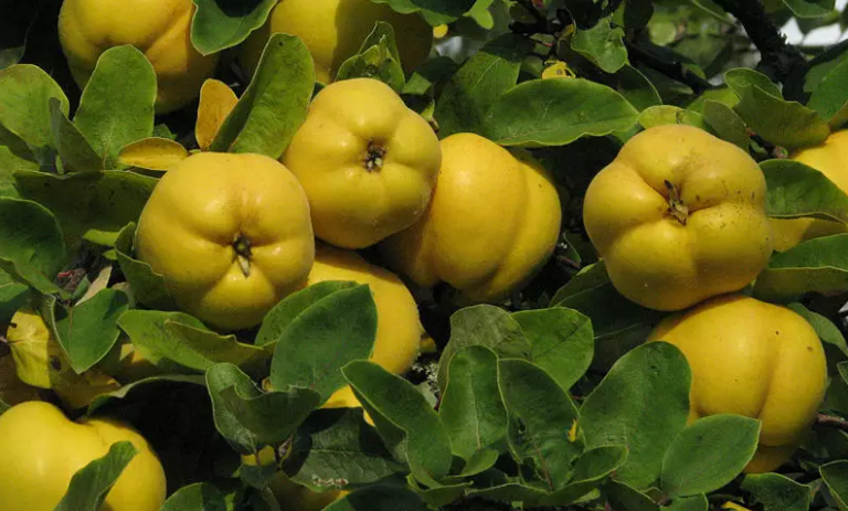 Quince (Cydonia oblonga): Characteristics And Facts - AMERICAN GARDENER