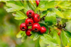 12 Types of Hawthorn Trees (genus Crataegus) With Pictures - AMERICAN ...