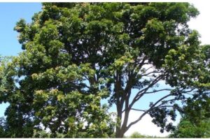 6 Types of Mahogany Trees With Their Characteristics - AMERICAN GARDENER
