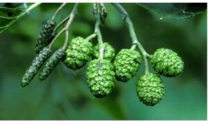 25 Types of Alder Trees & How To Identify Them - AMERICAN GARDENER