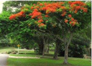 24 Types of Acacia Trees (Characteristics and Distribution) - AMERICAN ...