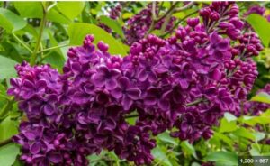 21 Types of Lilac Varieties & Their Identifying Characteristics (With ...