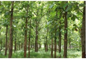 Teak (Tectona grandis): Characteristics, Wood, Uses & Cultivation ...