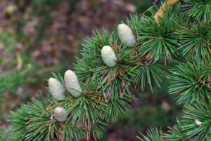 Cedrus libani (Lebanon Cedar): Origin, Characteristics & Cultivation ...
