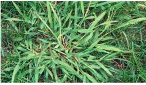Crabgrass (Digitaria spp.): Characteristics, Uses and Control ...