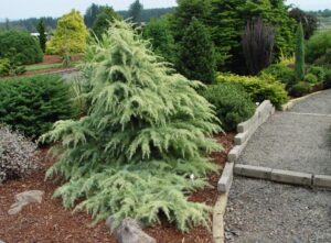Cedrus deodara (Deodar Cedar): Origin, Characteristics & Cultivation ...