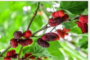 24 Different Types of Mulberry Trees (Characteristics & Distribution ...