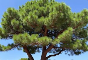 Cedrus libani (Lebanon Cedar): Origin, Characteristics & Cultivation ...