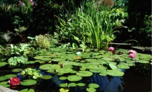 21 Types of Aquatic Plants (Characteristics & Pictures) - AMERICAN GARDENER
