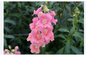 24 Types of Snapdragons (Characteristics & Pictures) - AMERICAN GARDENER