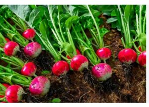 36 Types of Radishes (Characteristics & Pictures) - AMERICAN GARDENER
