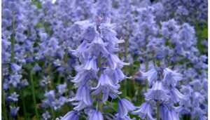 18 Types of Bluebells (Characteristics & Origin) - AMERICAN GARDENER