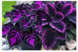 Calathea Couture Purple: Characteristics & Cultivation - AMERICAN GARDENER