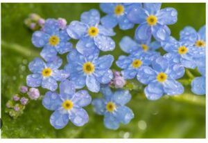 15 Types of Forget-Me-Not Flowers (Origin & Characteristics) - AMERICAN ...