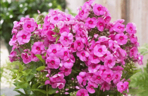 40 Types of Phlox Plants - (Identification, With Pictures)