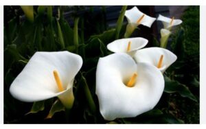 24 Different Types of Calla Lily (Characteristics & Pictures ...