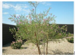 Desert Willow (Chilopsis linearis): Characteristics & Cultivation ...