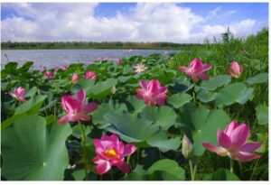 30 Types of Lotus Flowers (Characteristics & Pictures) - AMERICAN GARDENER