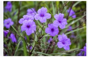 Mexican Petunia (Ruellia simplex): Characteristics & Cultivation ...
