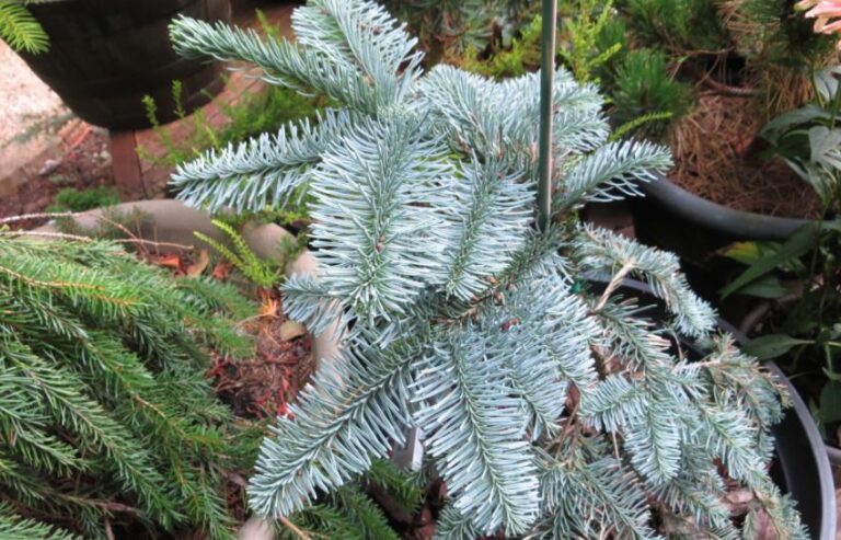 Noble Fir (Abies procera): Characteristics, Uses & Cultivation ...