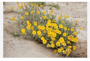 Desert Marigold (Baileya multiradiata): Native Area, Characteristics ...