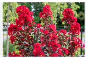 Dynamite Crape Myrtle: Native Area, History, Characteristics ...