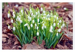 24 Different Types of Snowdrops (Wild & Cultivated Species) - AMERICAN ...
