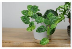 Satin Pothos (Scindapsus pictus): Native Area, Characteristics ...