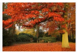 Scarlet Oak (Quercus coccinea): History, Characteristics, Cultivation ...