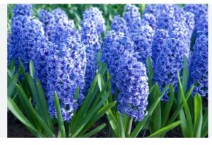 20 Types of Hyacinth (Their Origin & Characteristics) - AMERICAN GARDENER