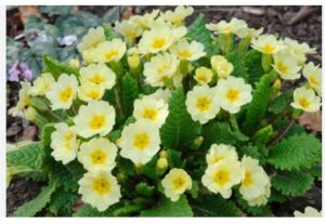 16 Types of Primrose Flowers ( Their Origin, Characteristic ...